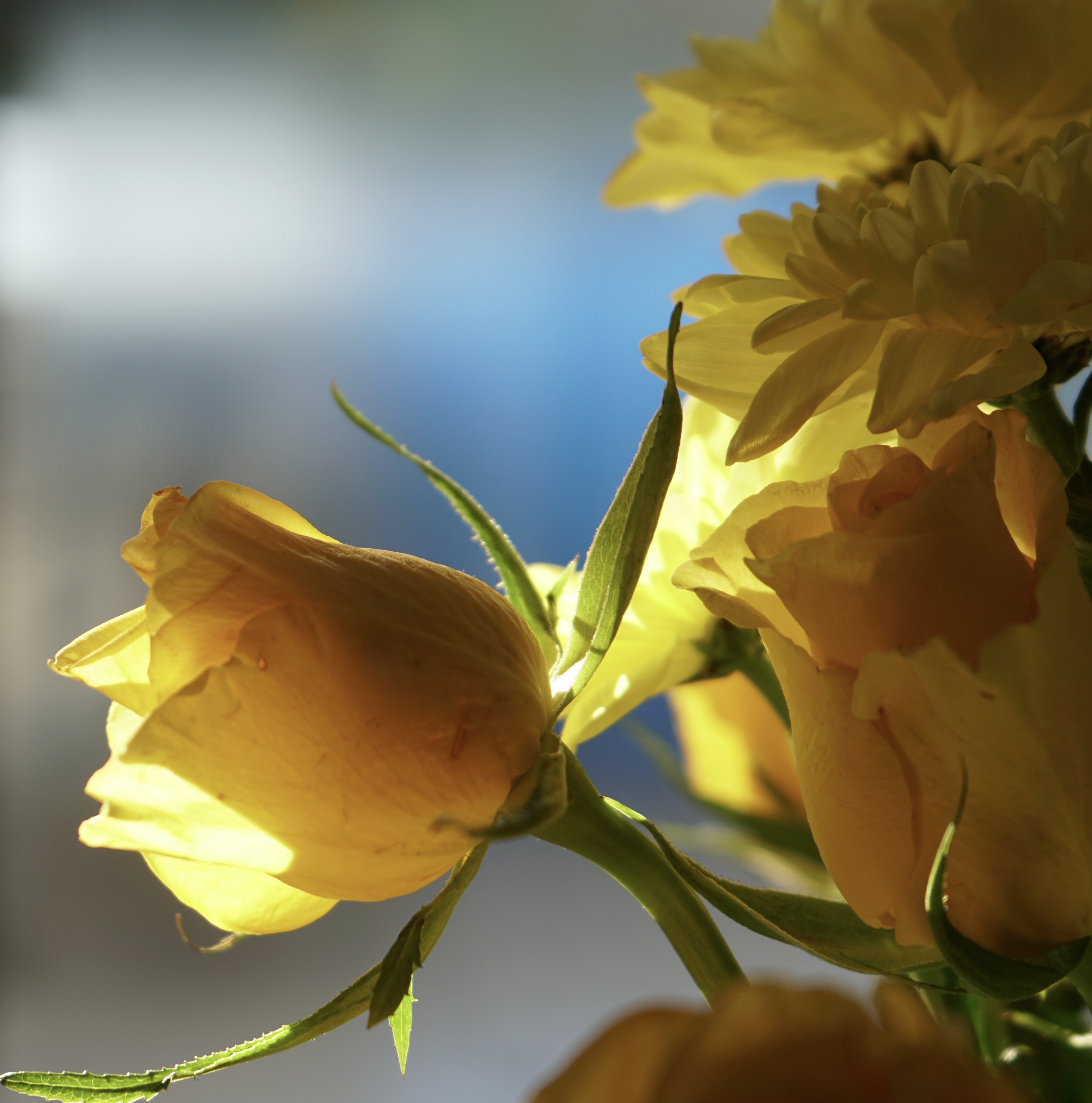 A Rose at Dawn | johnbartels.com