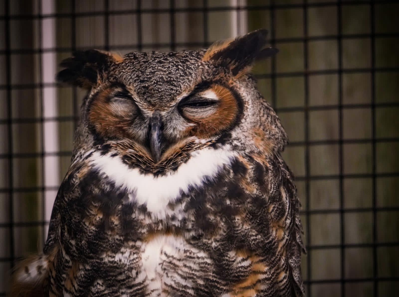 The Owl meets Lightroom | johnbartels.com