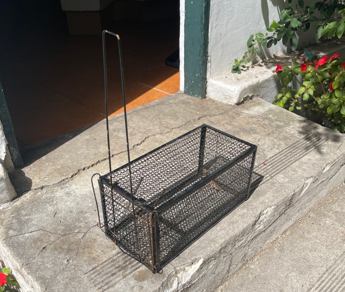 How to capture a Rock Hyrax (Dassie, Coney, Rock Badger) without injury ...