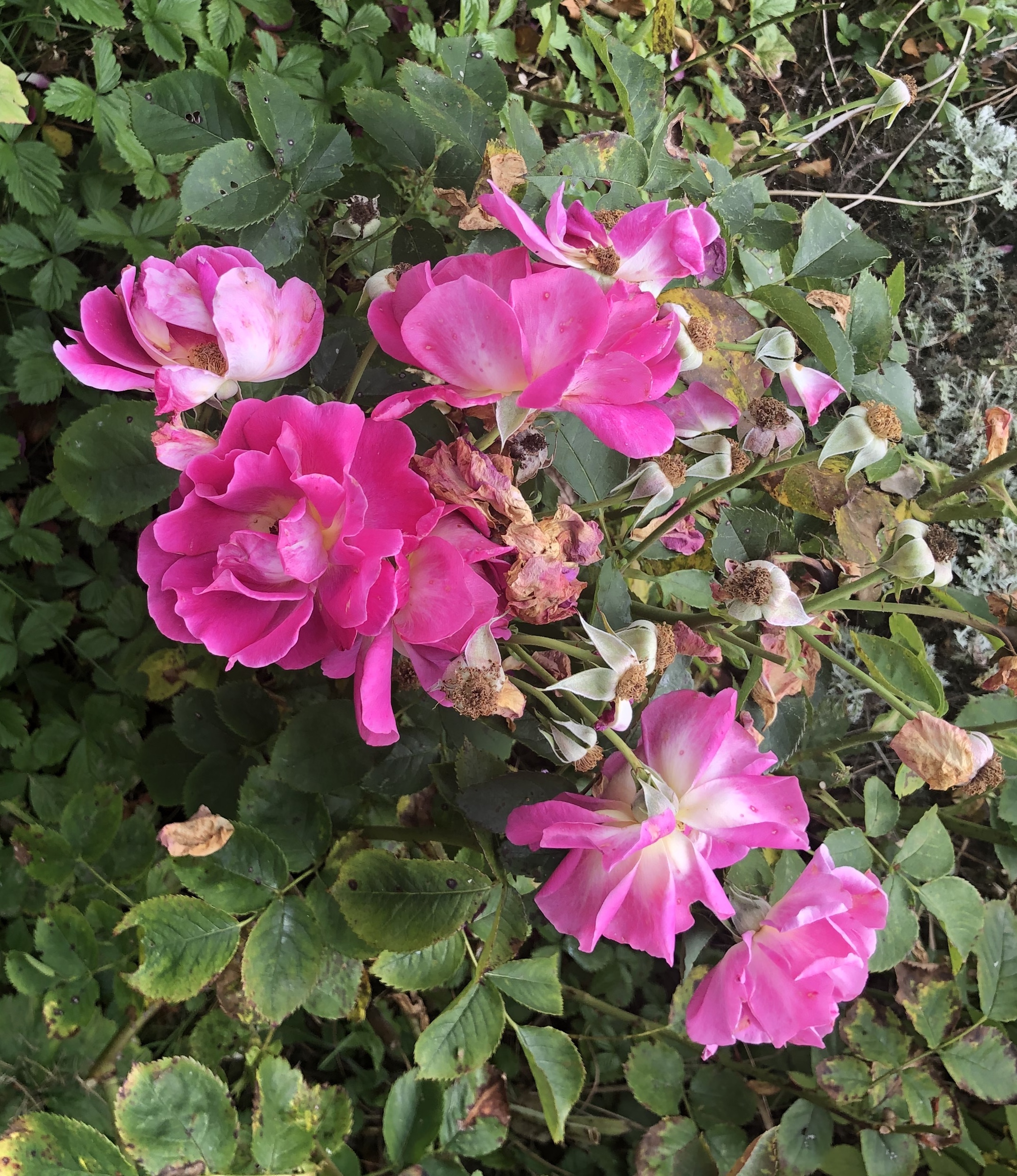 East Sussex Snow Today | johnbartels.com