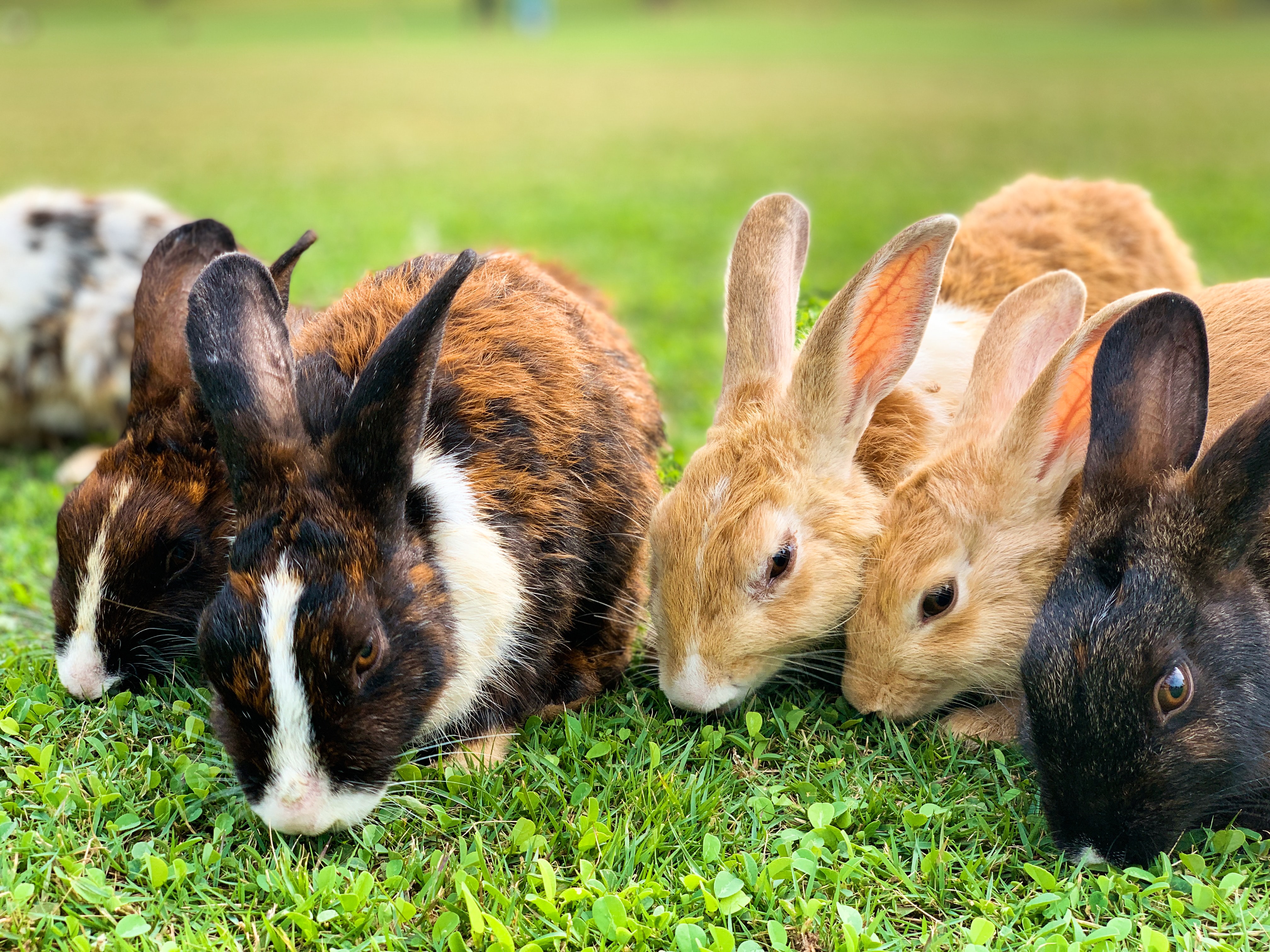The Owl and the Rabbits* | johnbartels.com