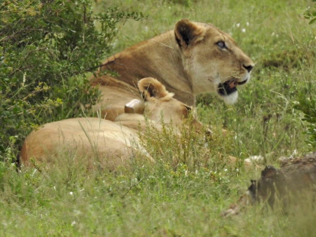 More Addo Magic 26 February 2023 | johnbartels.com