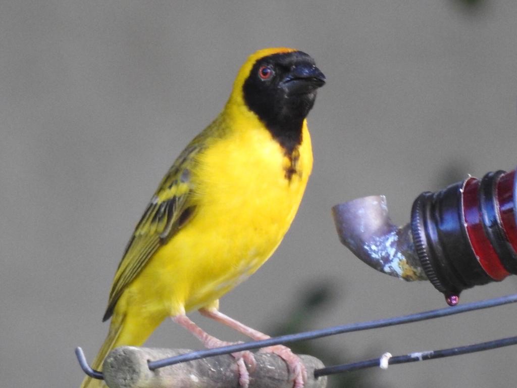 Bird Pictures photographed by AH in his Port Elizabeth garden February ...