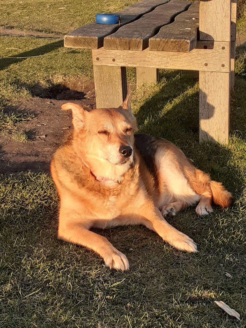 Sad News: Dear Kiera passed on at 5am today – See her last poem below ...