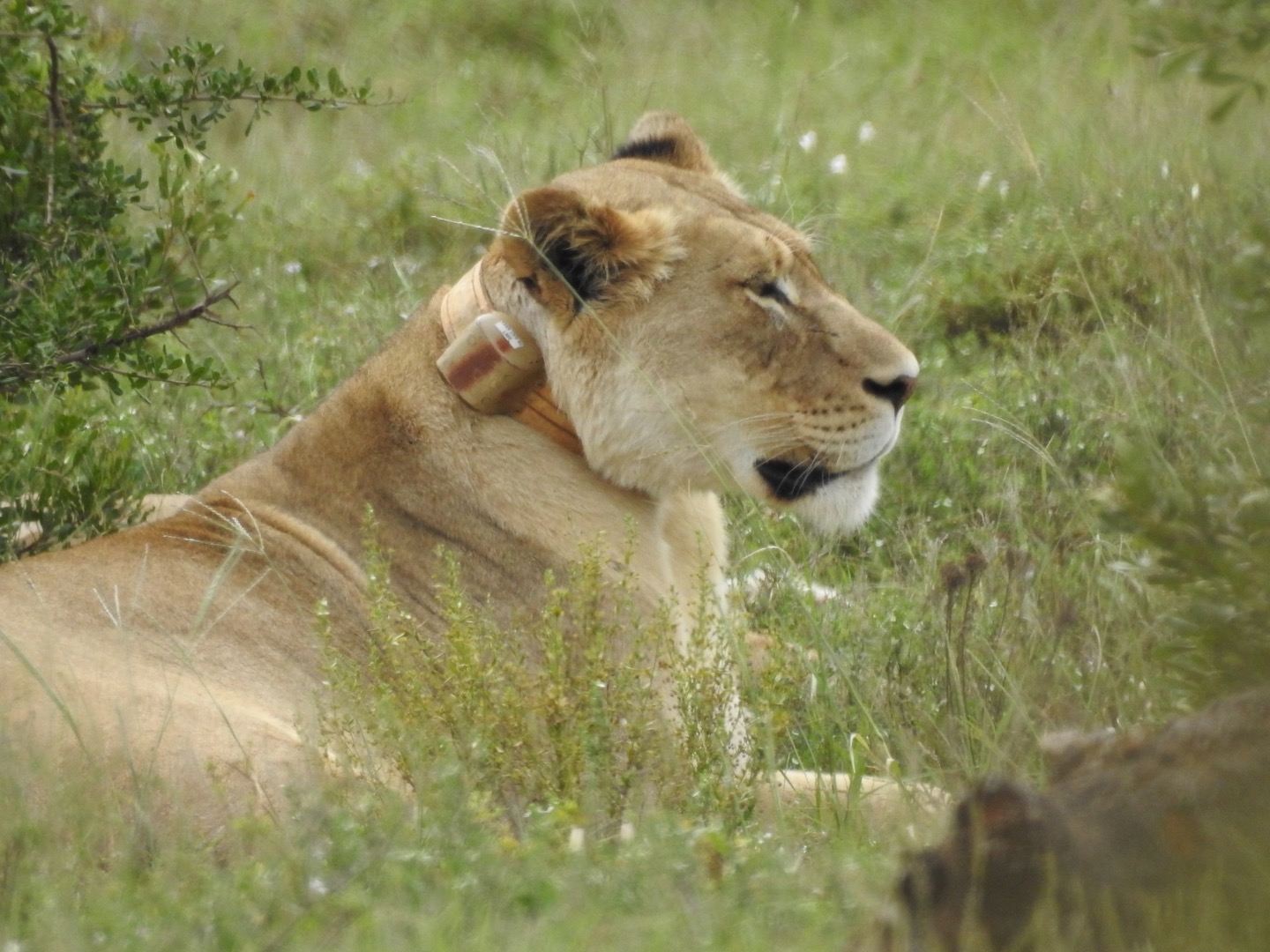 Even more great pictures of lion, buffalo and elephant in Addo on 26 February 2023 | johnbartels.com