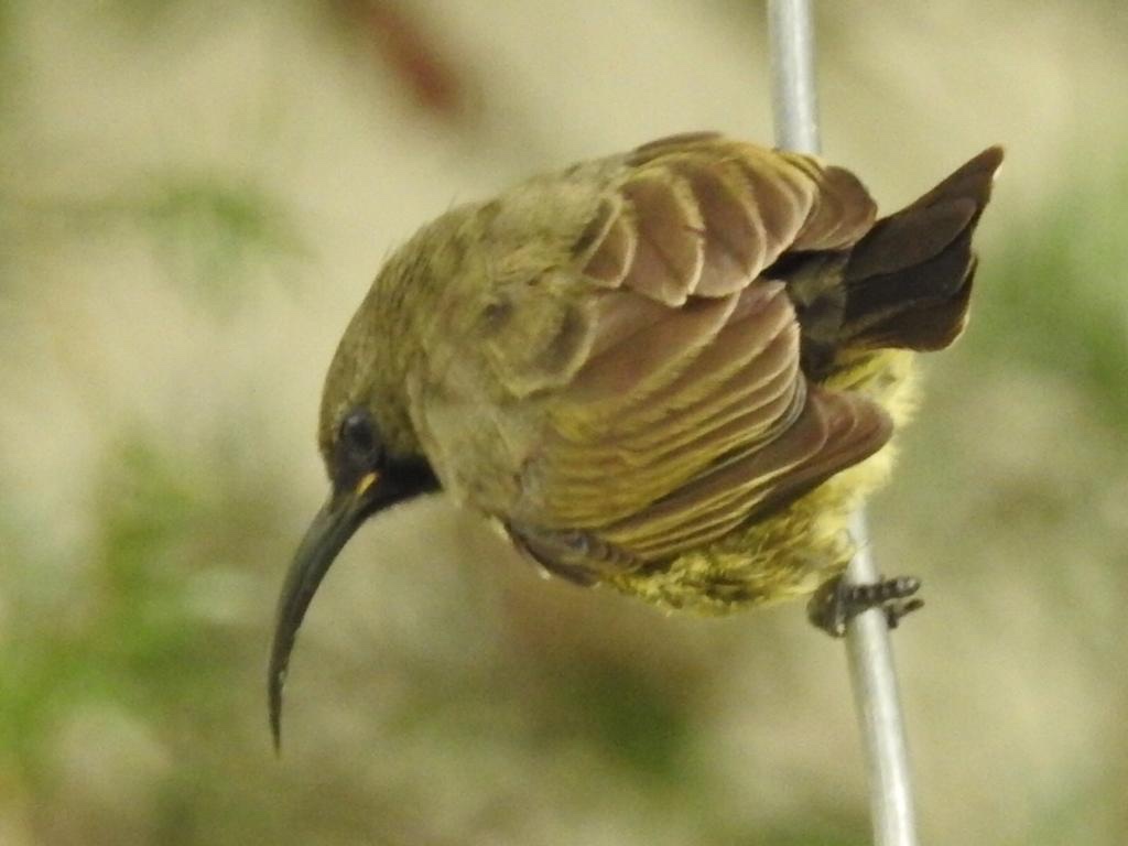 More Beautiful Garden Birds in Port Elizabeth | johnbartels.com