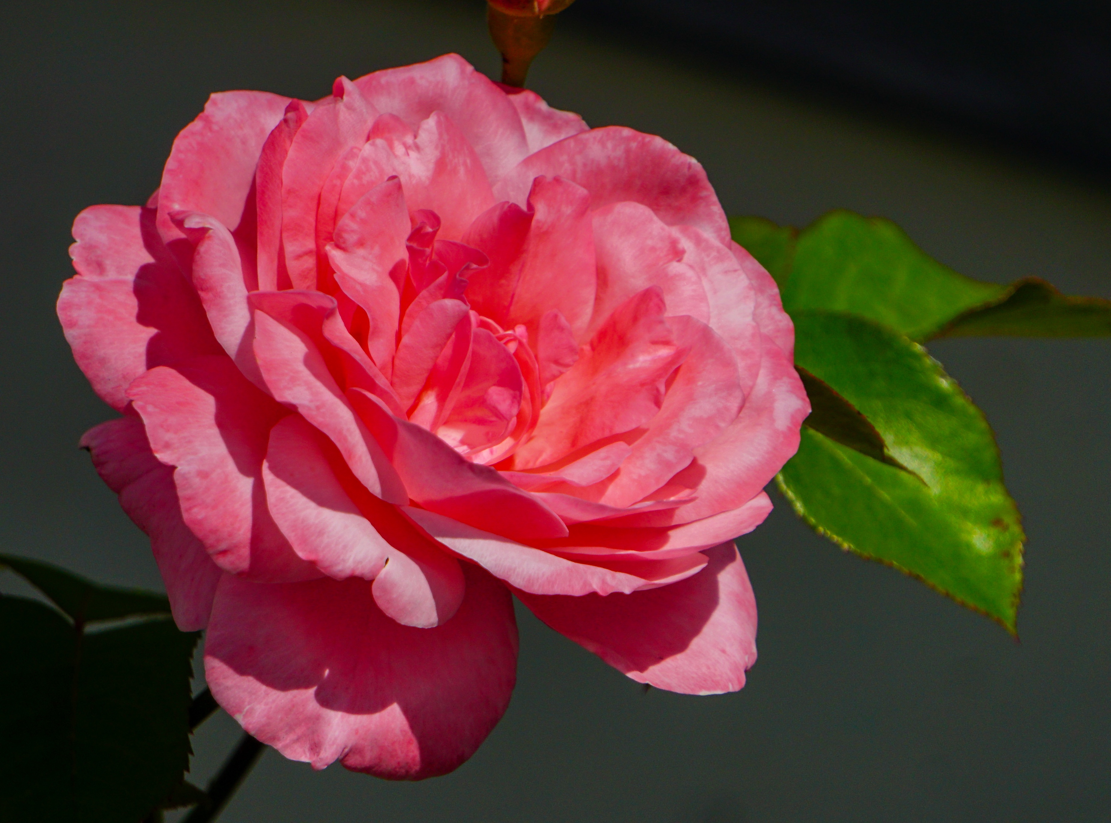 Flowers near tranquil playing fields London July 2023 | johnbartels.com