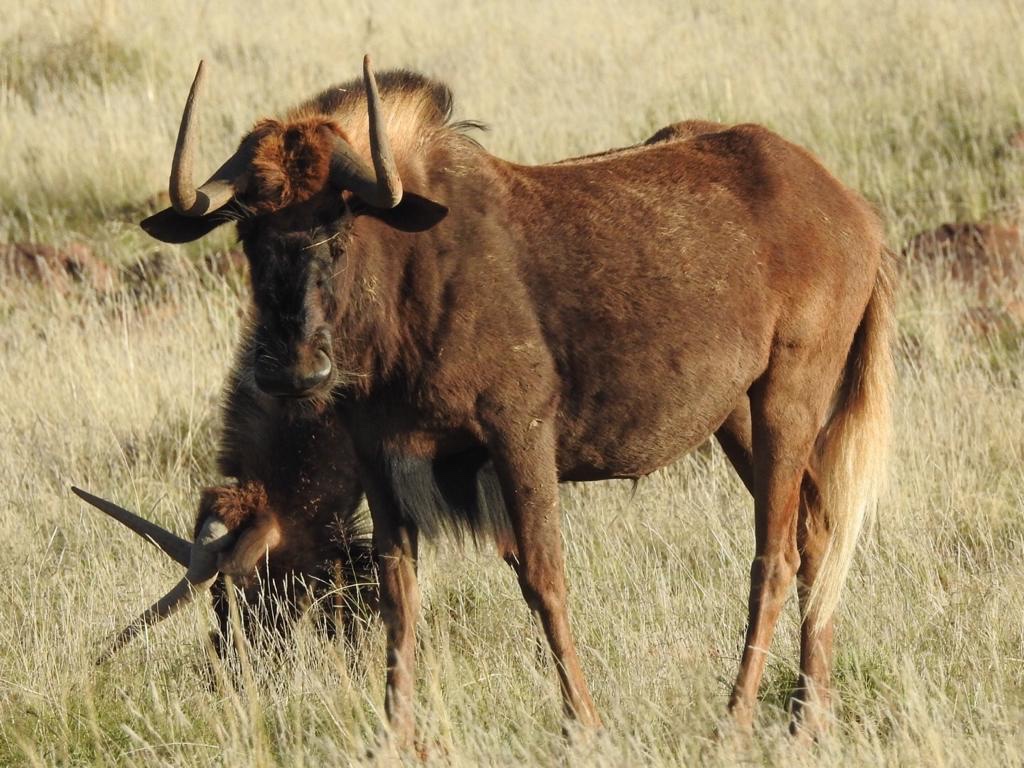 Mountain Zebra National Park sightings 6 November 2023 | johnbartels.com