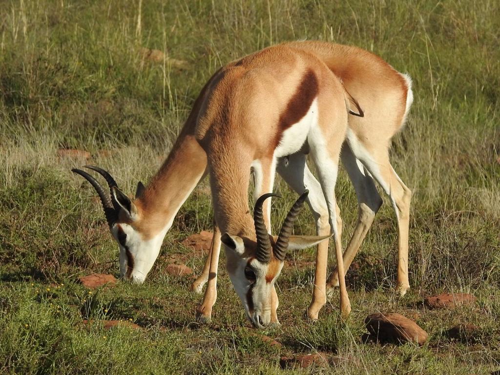 Mountain Zebra National Park sightings 6 November 2023 | johnbartels.com