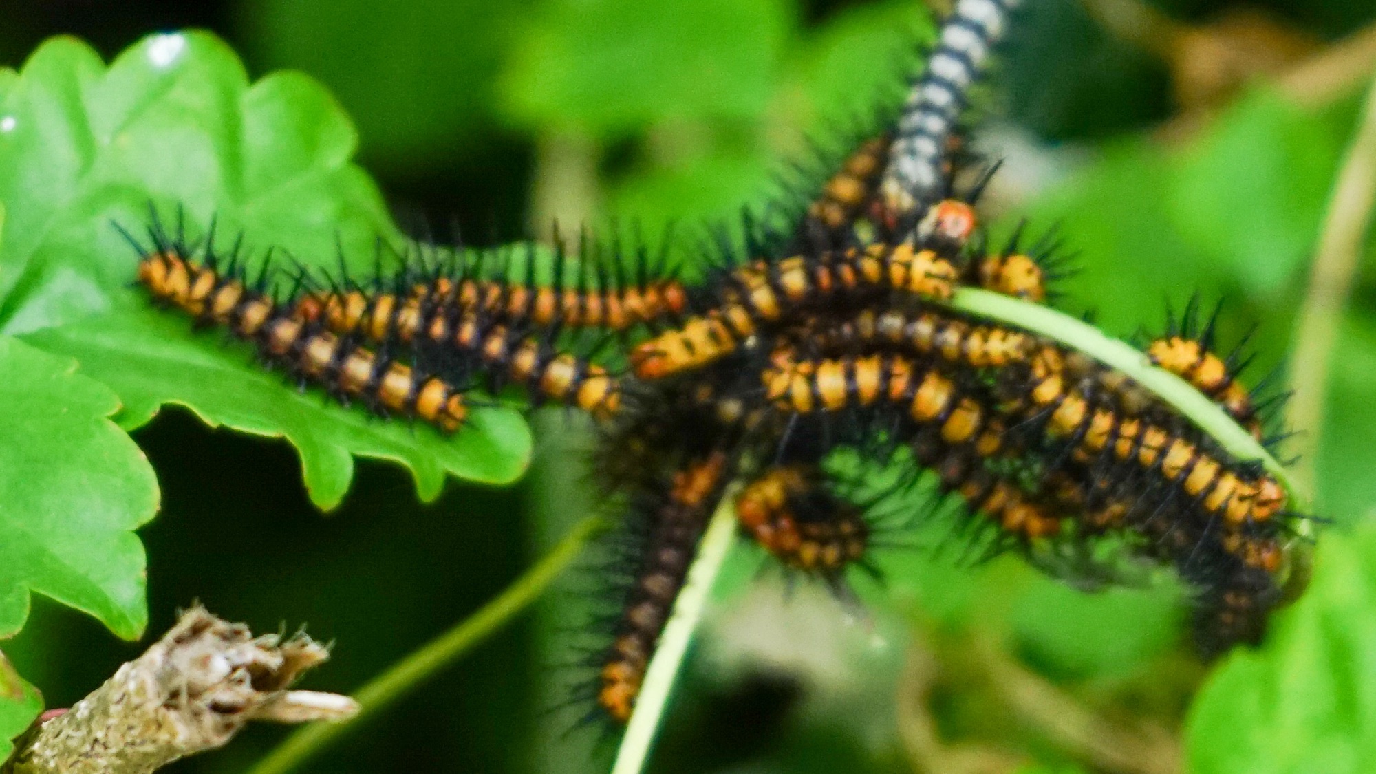 Bordered Patch Caterpillars South Africa | johnbartels.com