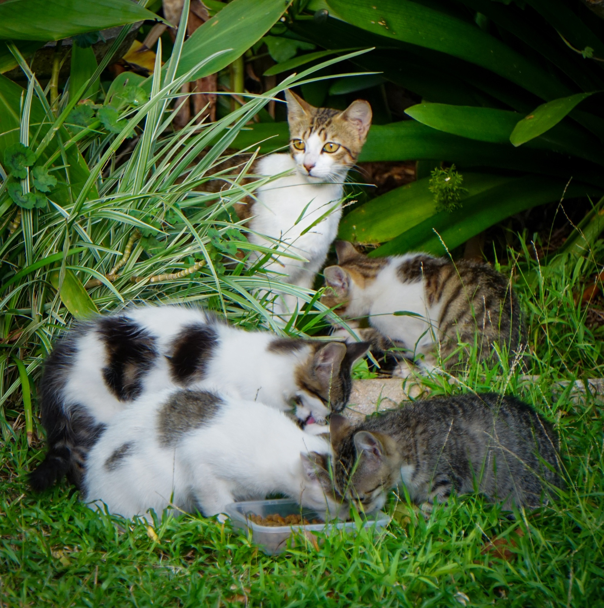 Feral Goldie romping with Kitten | johnbartels.com
